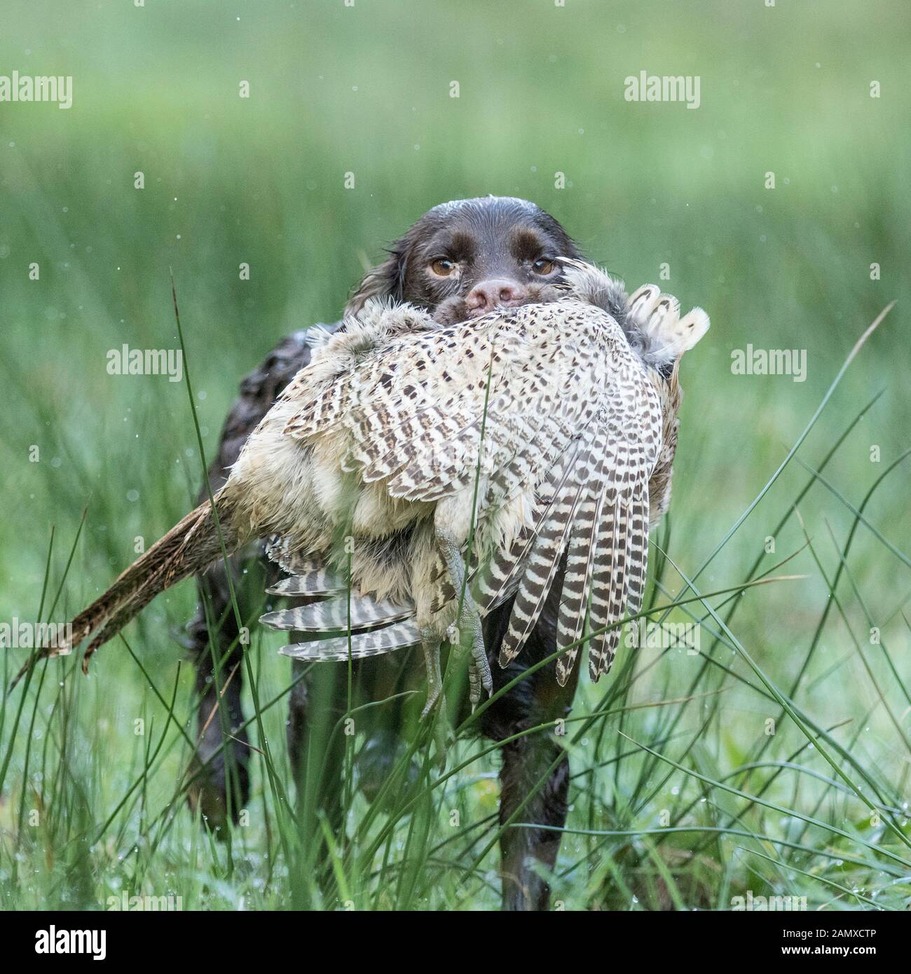 cocker spaniel carrying shot pheasant Stock Photo - Alamy