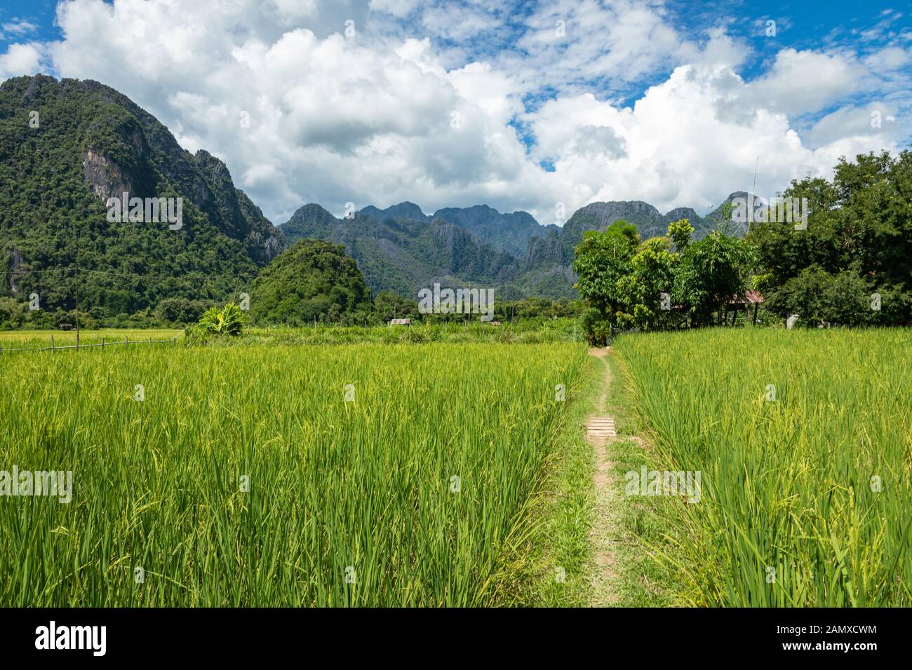 Vientiane rice fields hi-res stock photography and images - Alamy