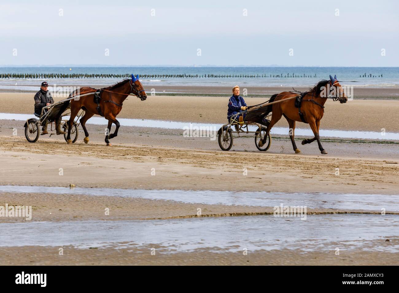 Canter racing horses hi-res stock photography and images - Alamy