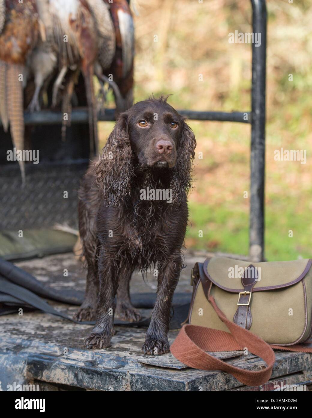 Spaniel carrying pheasant hi-res stock photography and images - Alamy