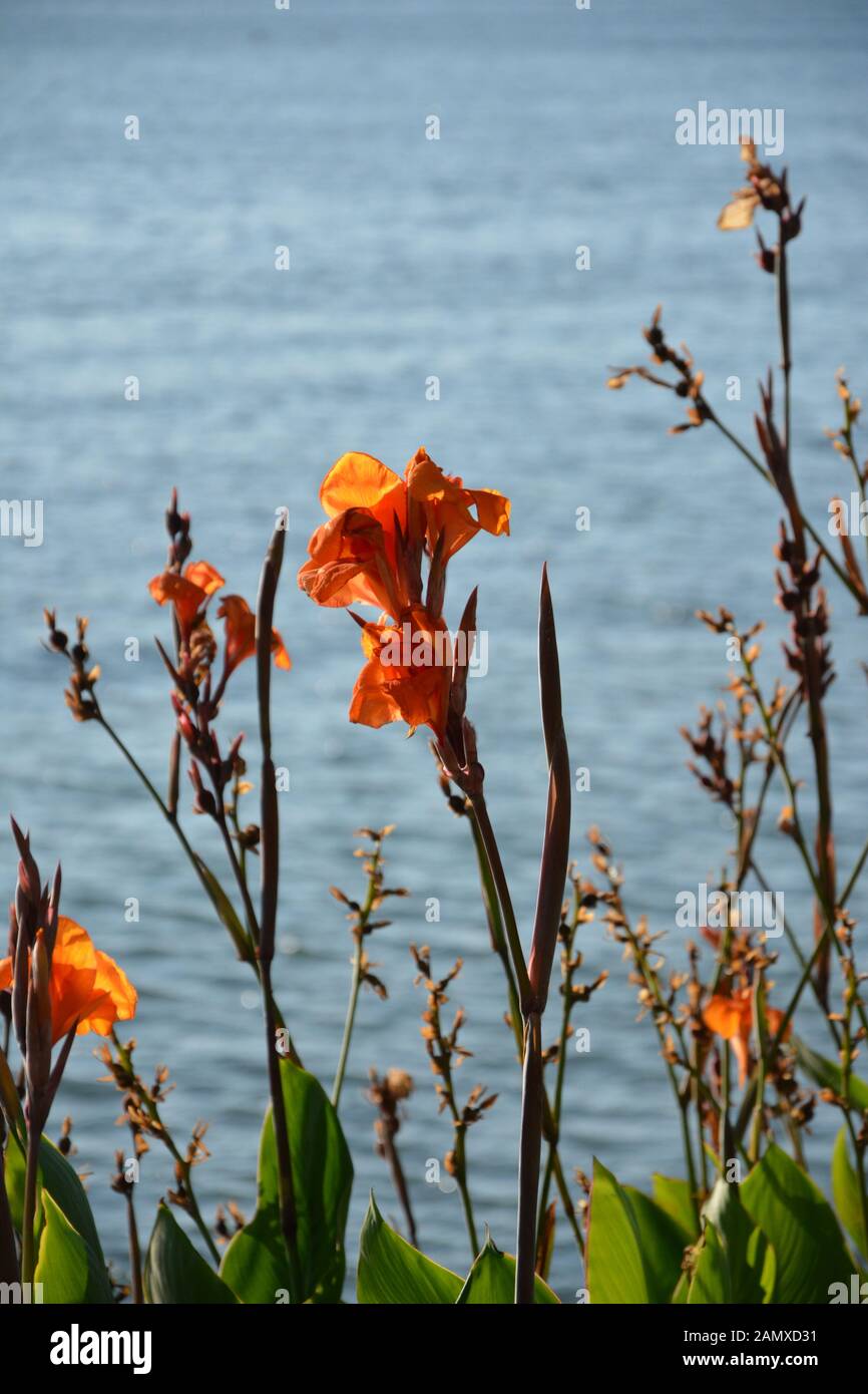 Flora evia hi-res stock photography and images - Alamy