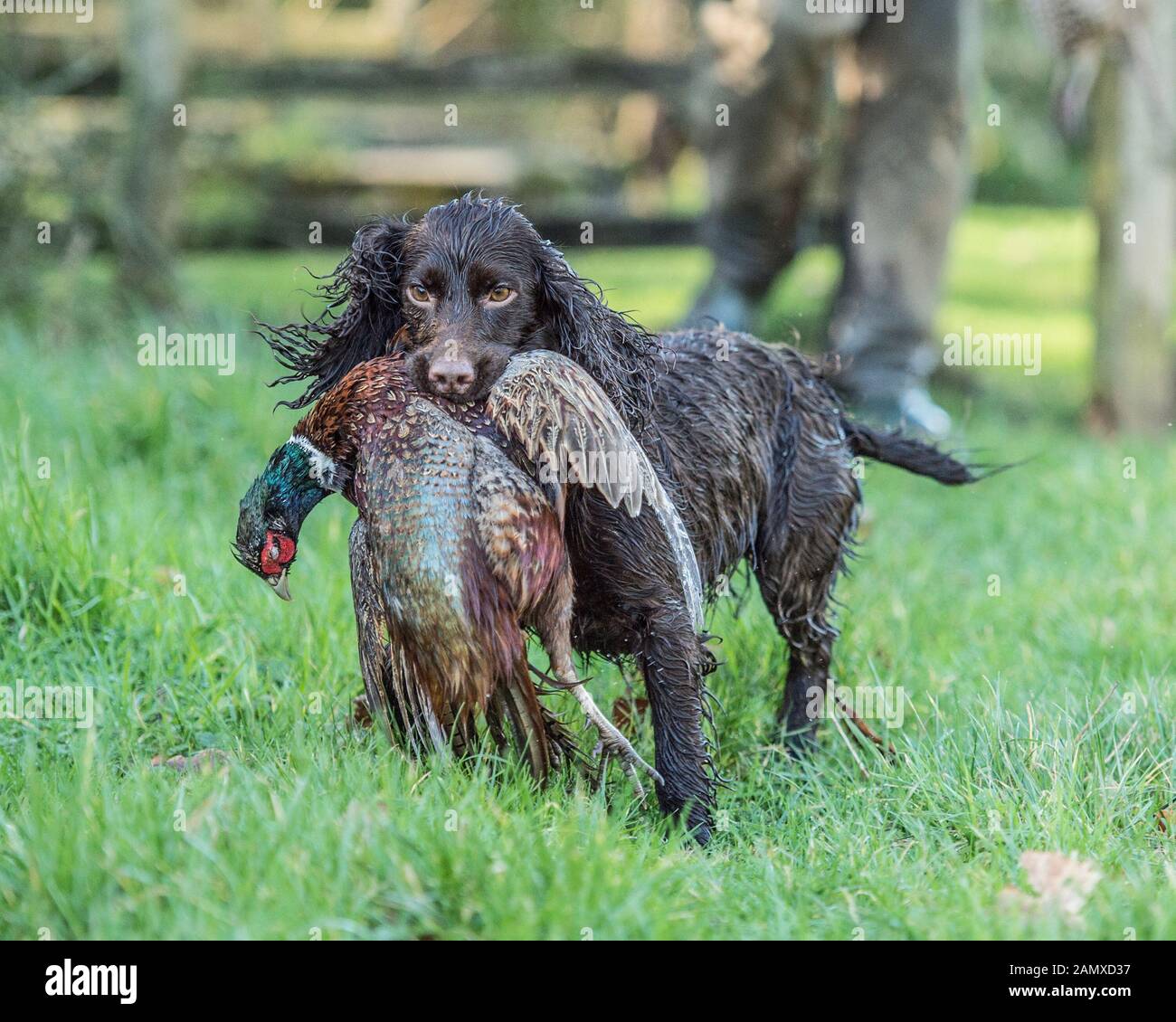 cocker spaniel carrying shot pheasant Stock Photo - Alamy