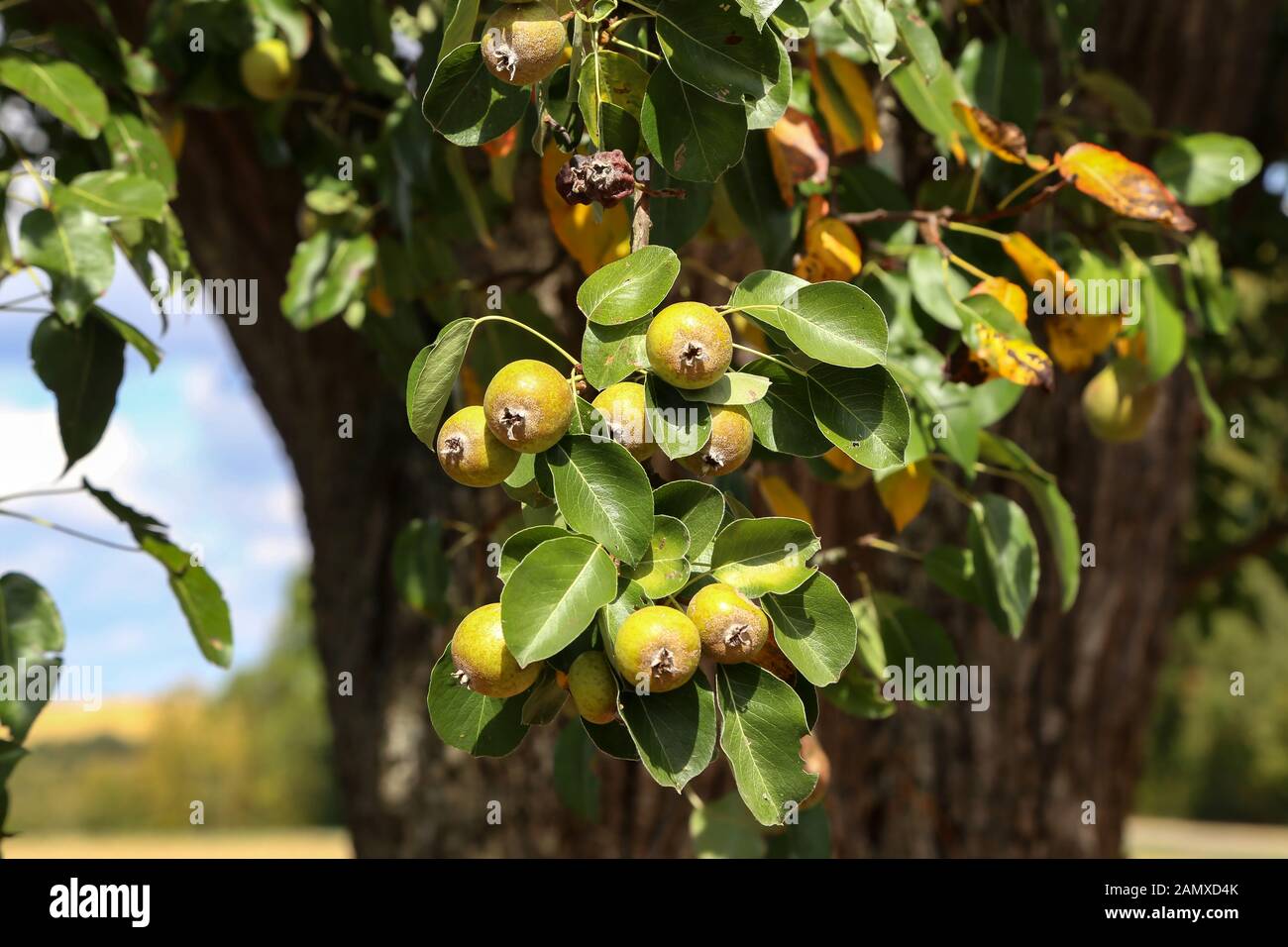 Green wild pears ripen on a tree by the road Stock Photo - Alamy
