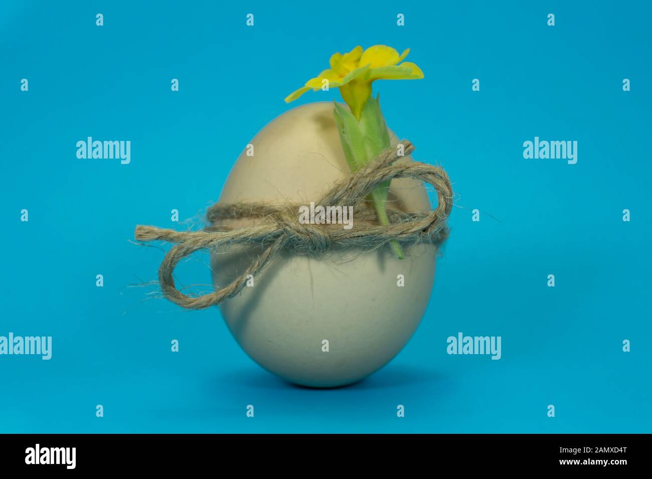 Fresh hens egg tied with rustic twine with an inflorescence of pretty ...