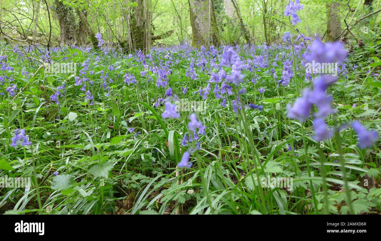 Beautiful wild Field of BlueBells (Hyacinthoides) in the forest Stock ...