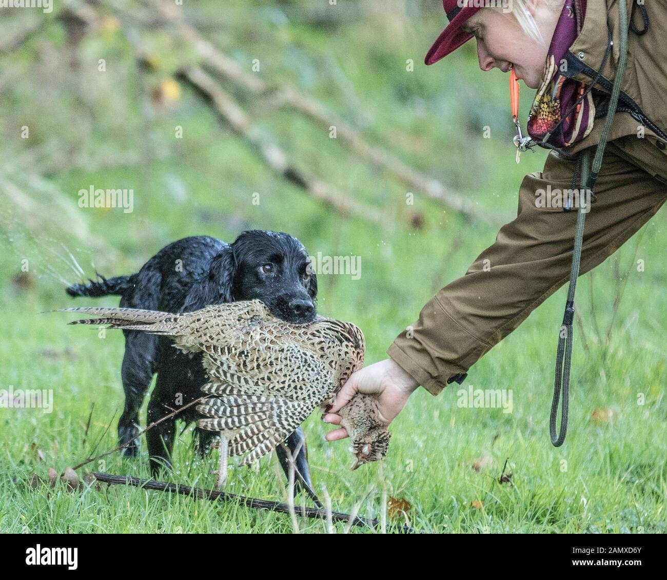 Lady training hi-res stock photography and images - Alamy