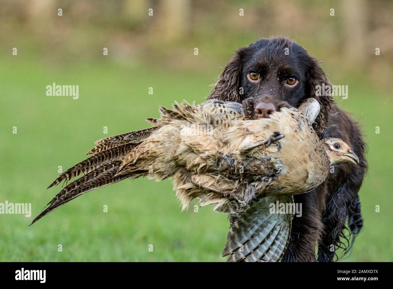 Spaniel carrying pheasant hi-res stock photography and images - Alamy