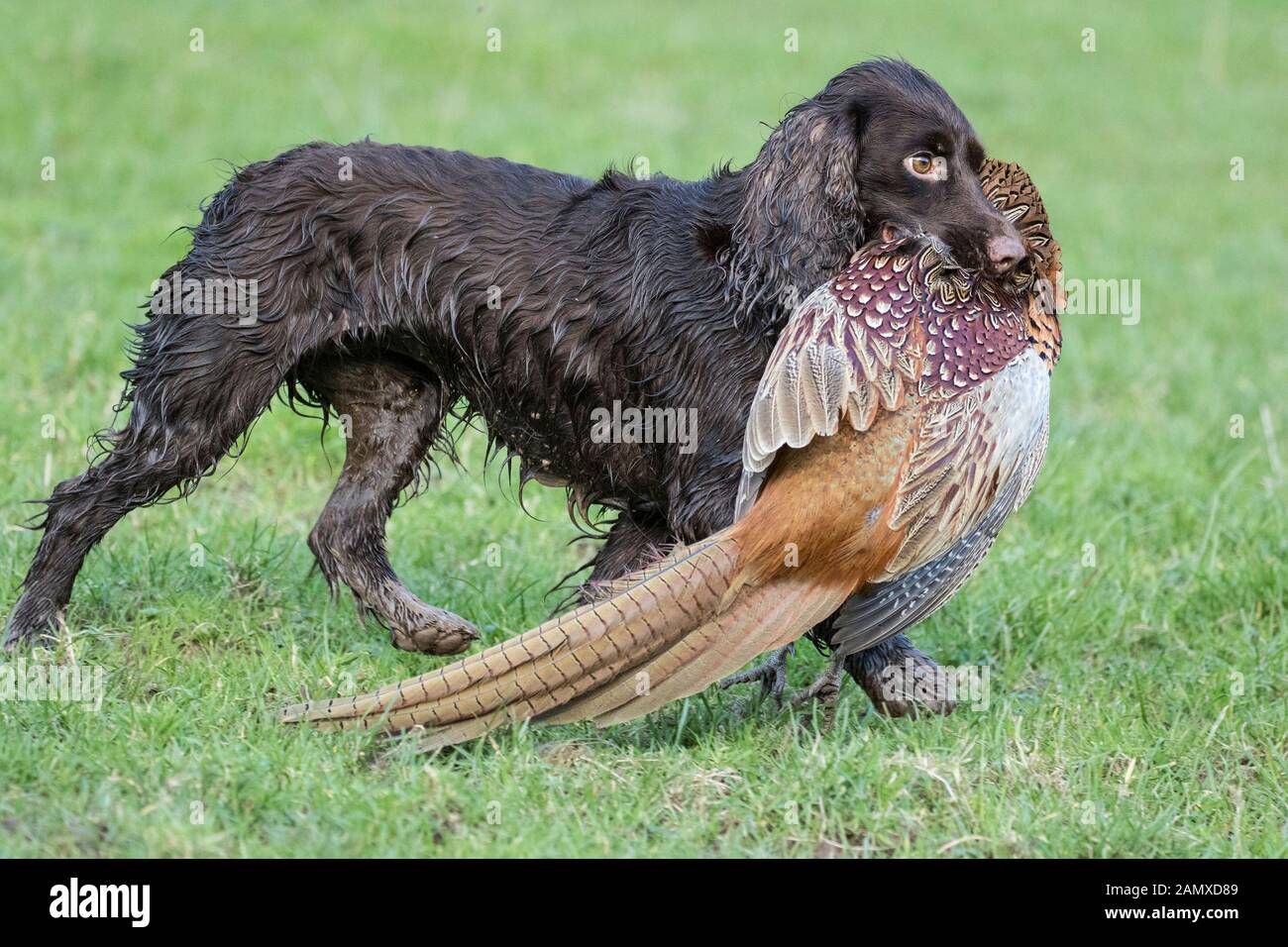 cocker spaniel carrying dead pheasant Stock Photo - Alamy