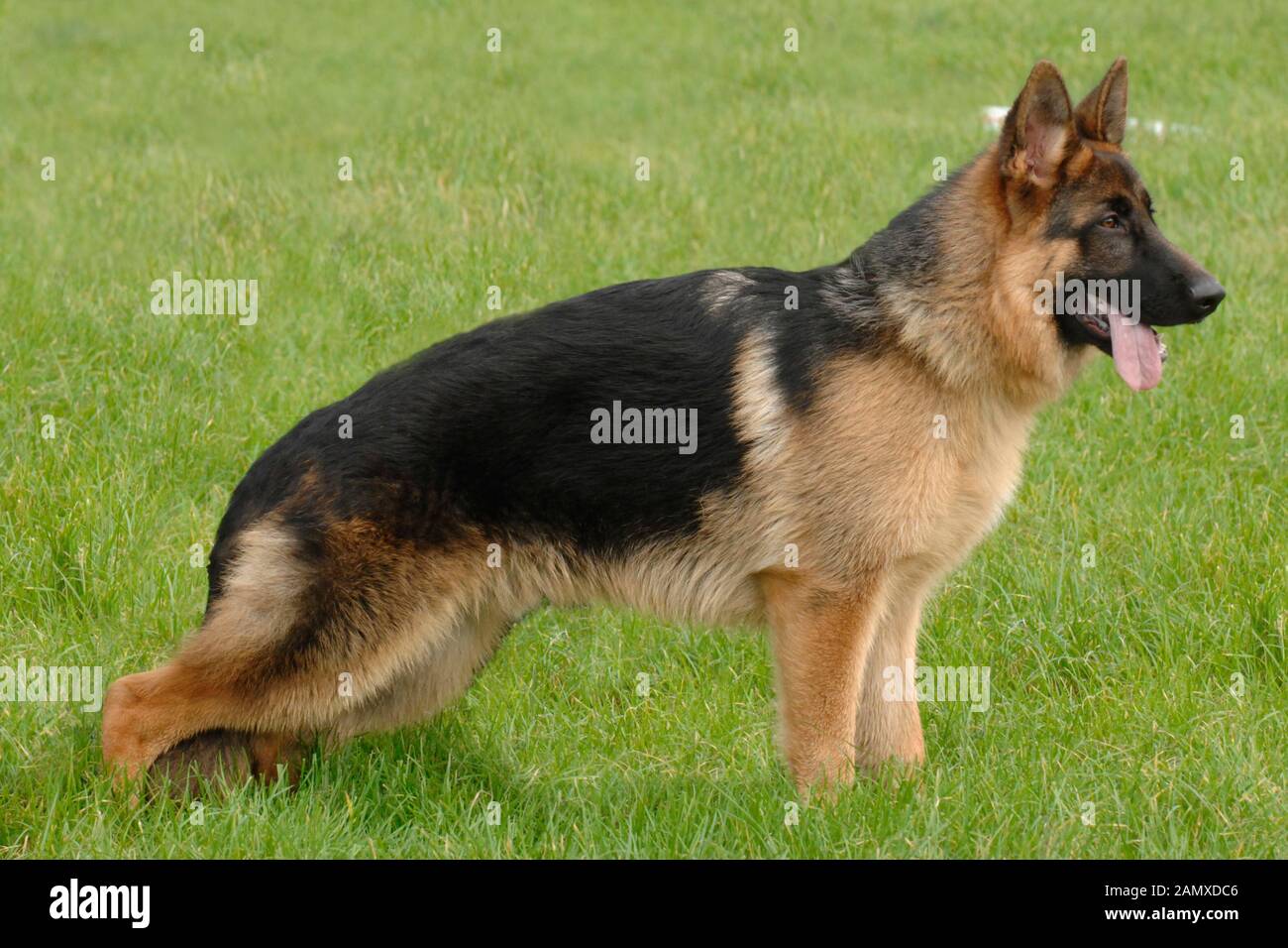 German Shepherd Dog, Alsatian Stock Photo - Alamy