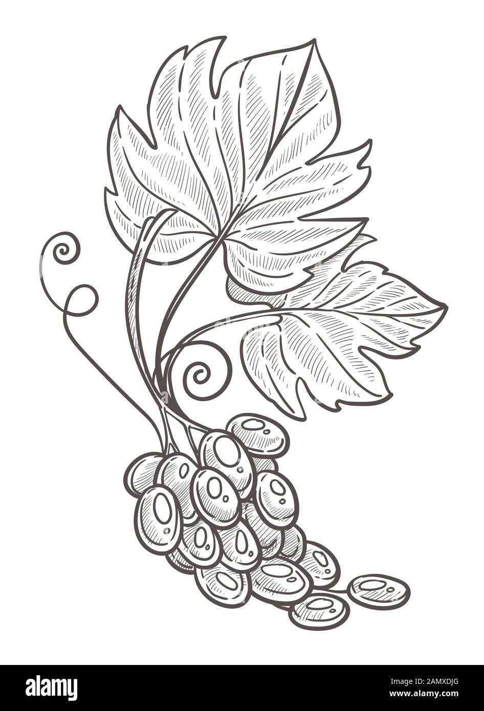 Grape bunch with leaves isolated sketch, berries cluster Stock Vector ...