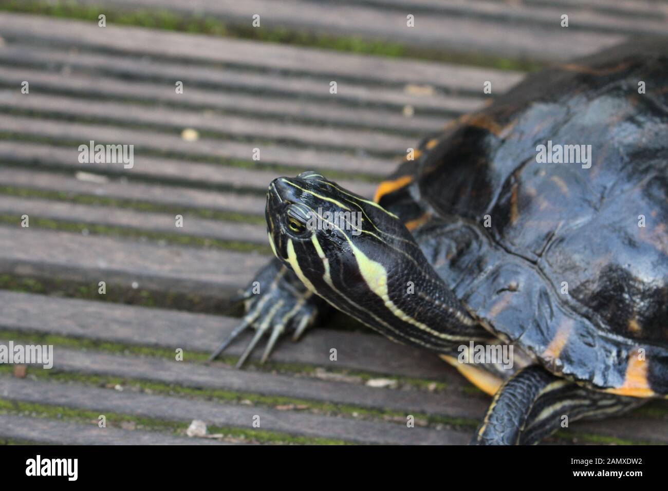European pond turtle also called the European pond terrapin, Halifax ...