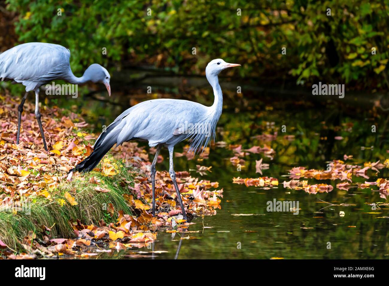The Blue Crane, Grus paradisea, is an endangered bird specie endemic to ...