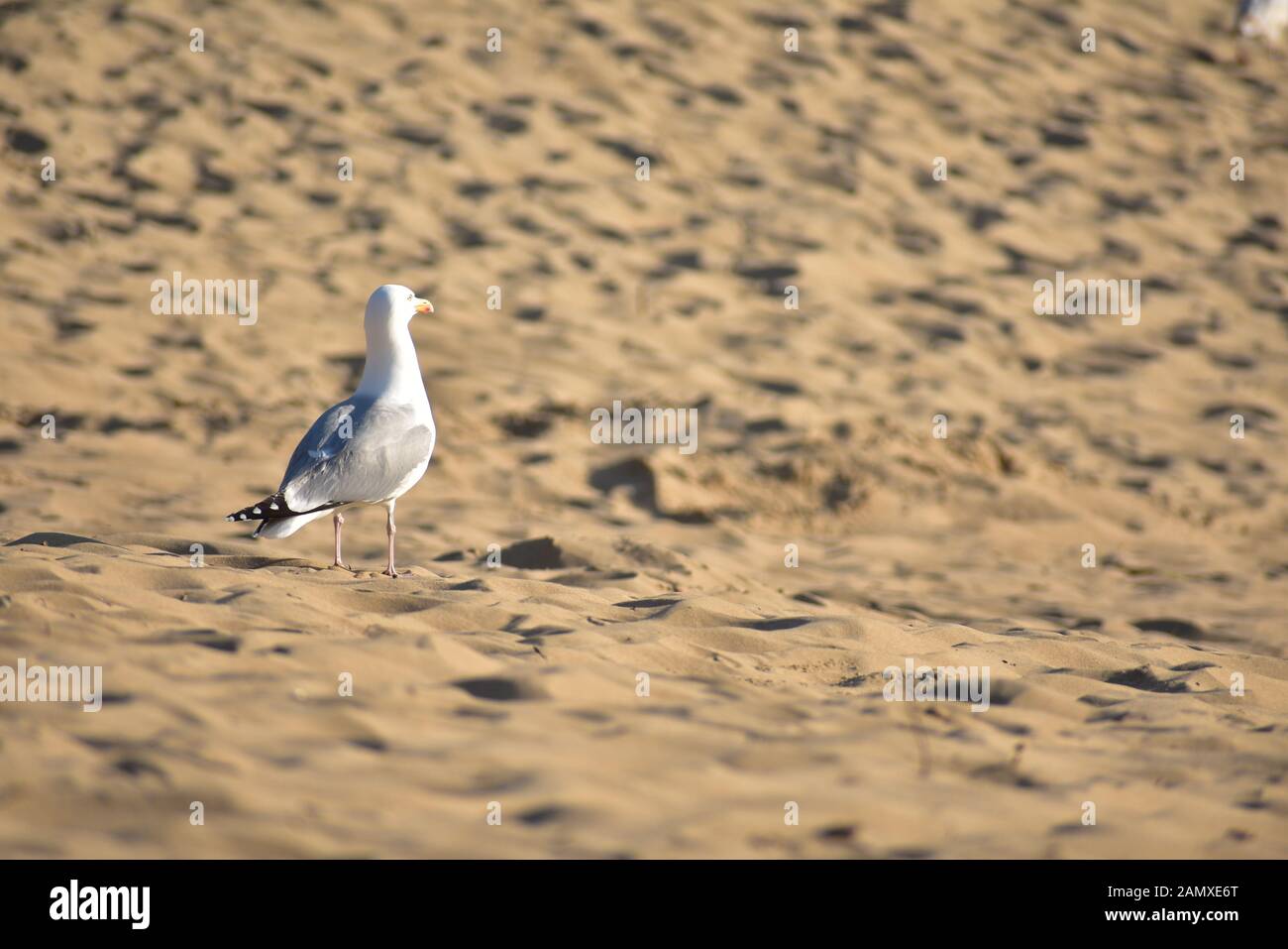 Common Seagull looking away on Bloemendaal beach the Netherlands Stock ...
