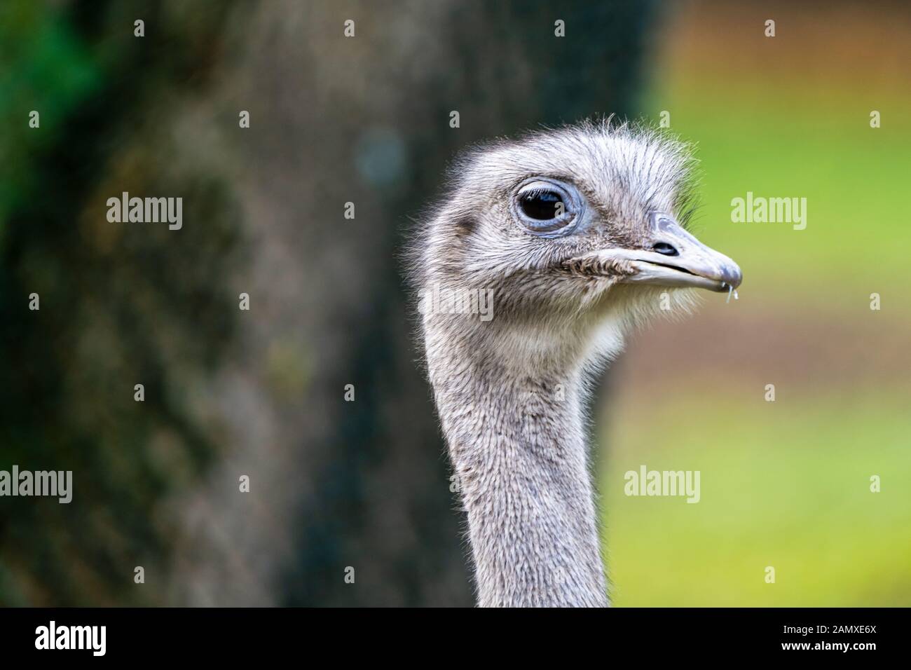 Darwin's rhea, Rhea pennata also known as the lesser rhea. It is a ...