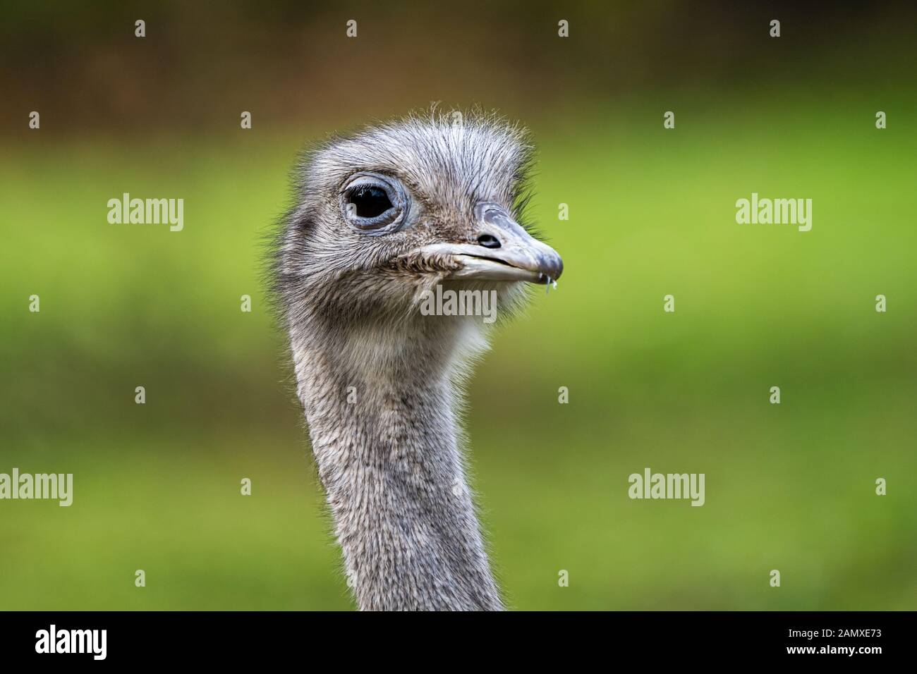 Darwin's rhea, Rhea pennata also known as the lesser rhea. It is a ...