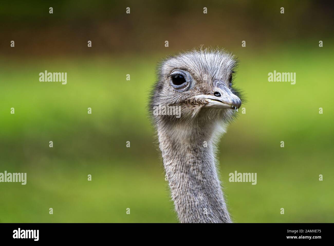 Darwin's rhea, Rhea pennata also known as the lesser rhea. It is a ...