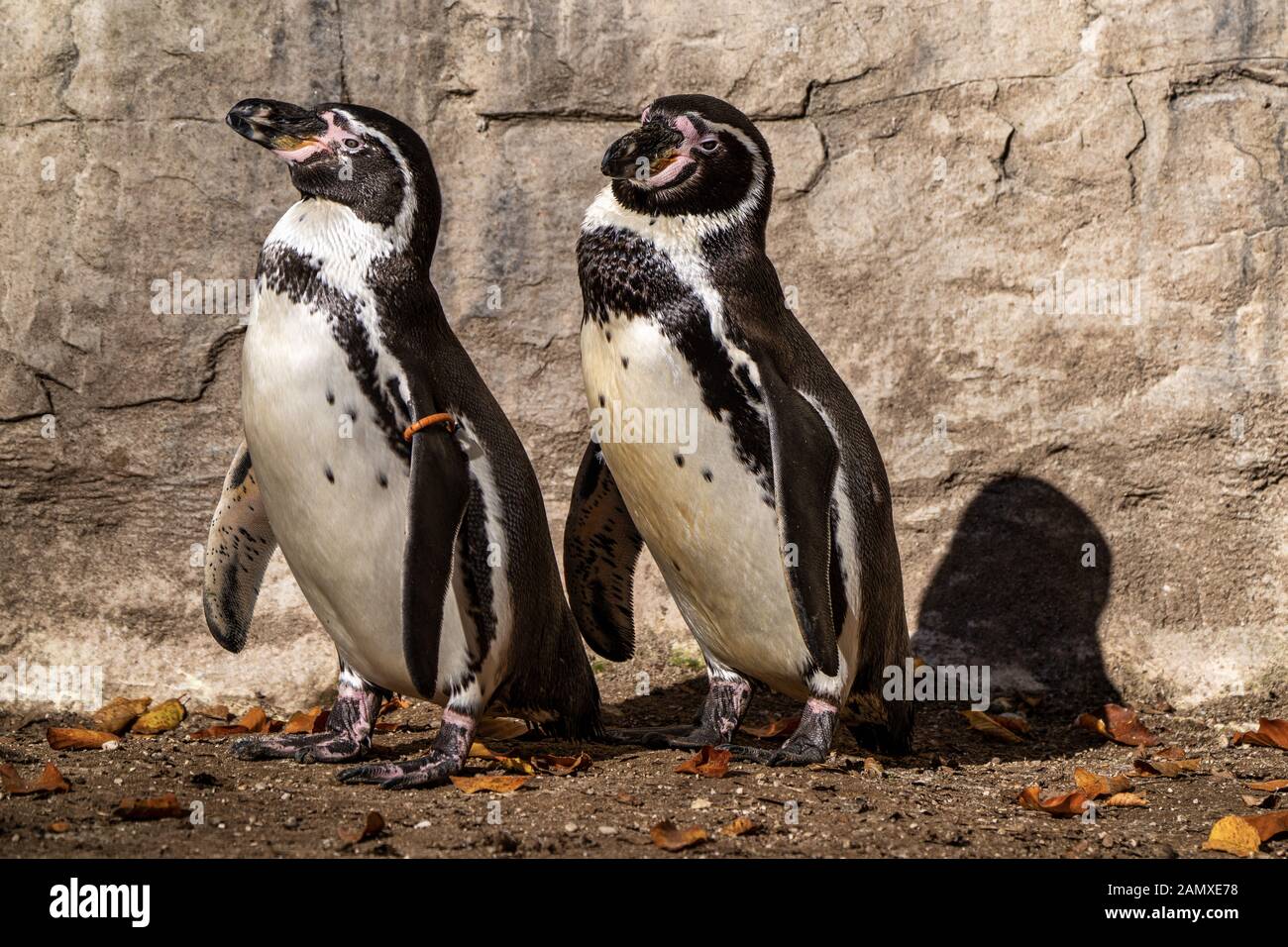 The Humboldt Penguin, Spheniscus humboldti also termed Peruvian penguin ...