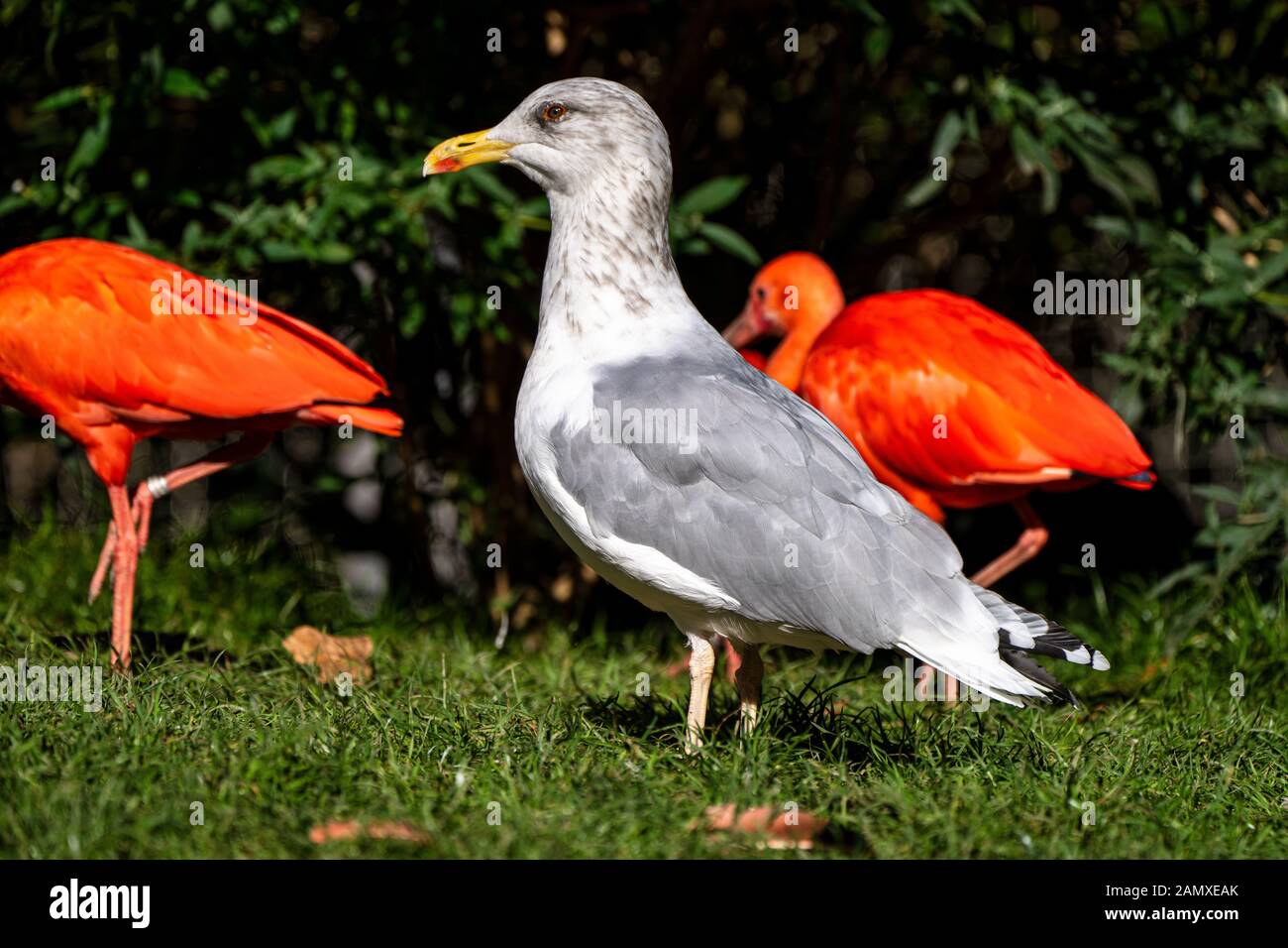 The European Herring Gull, Larus argentatus is a large gull, One of the ...