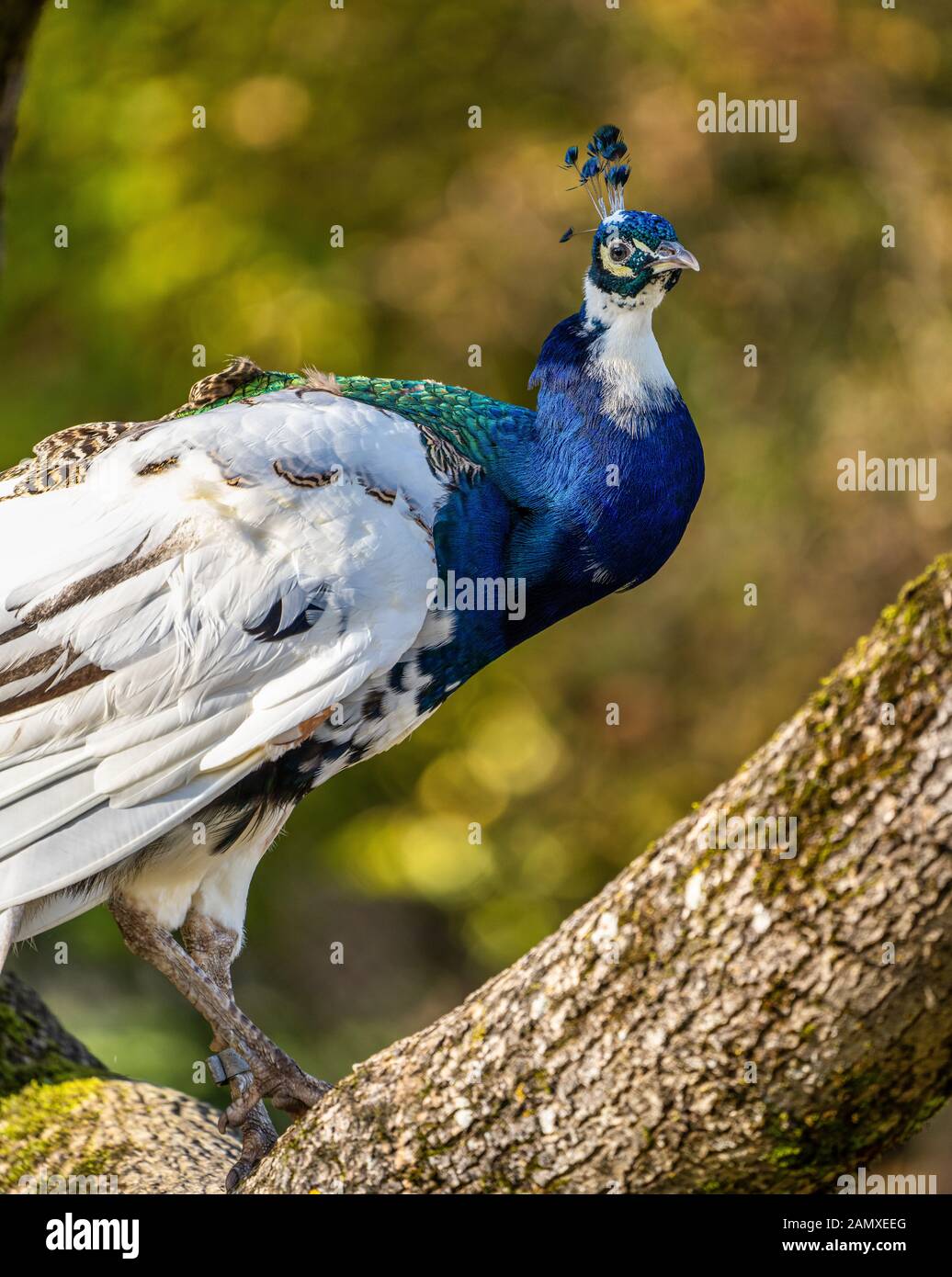 The Indian peafowl or blue peafowl, Pavo cristatus is a large and ...