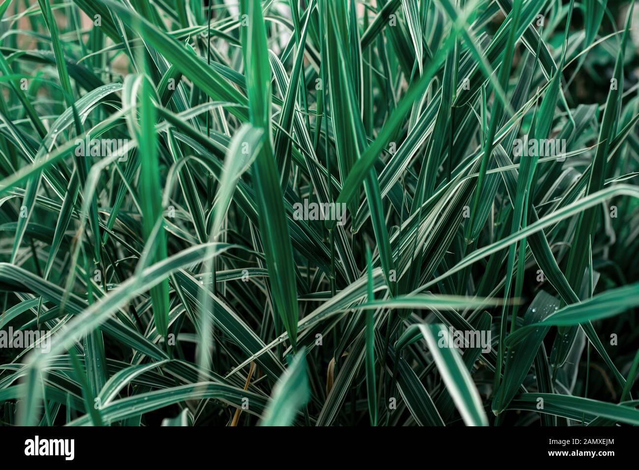 Beautiful background with grass Stock Photo - Alamy