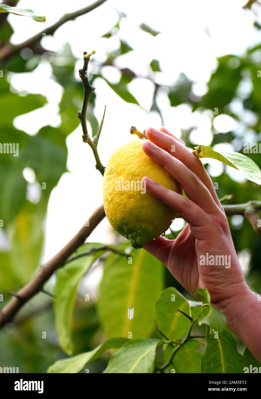 Picking lemons in the orchard Stock Photo - Alamy