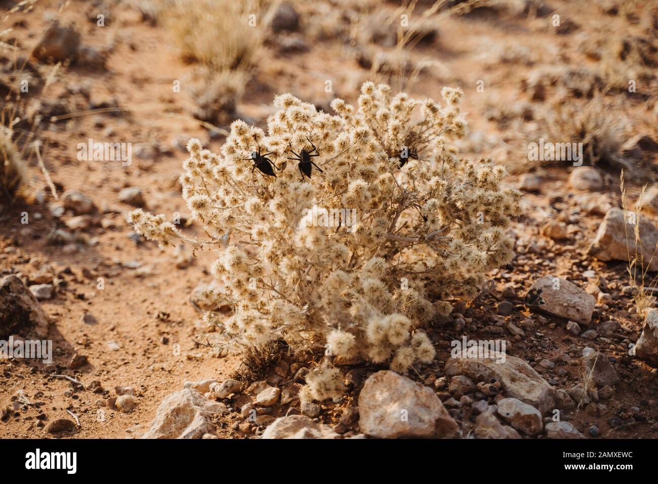 large black crickets in the desert of Africa Stock Photo - Alamy