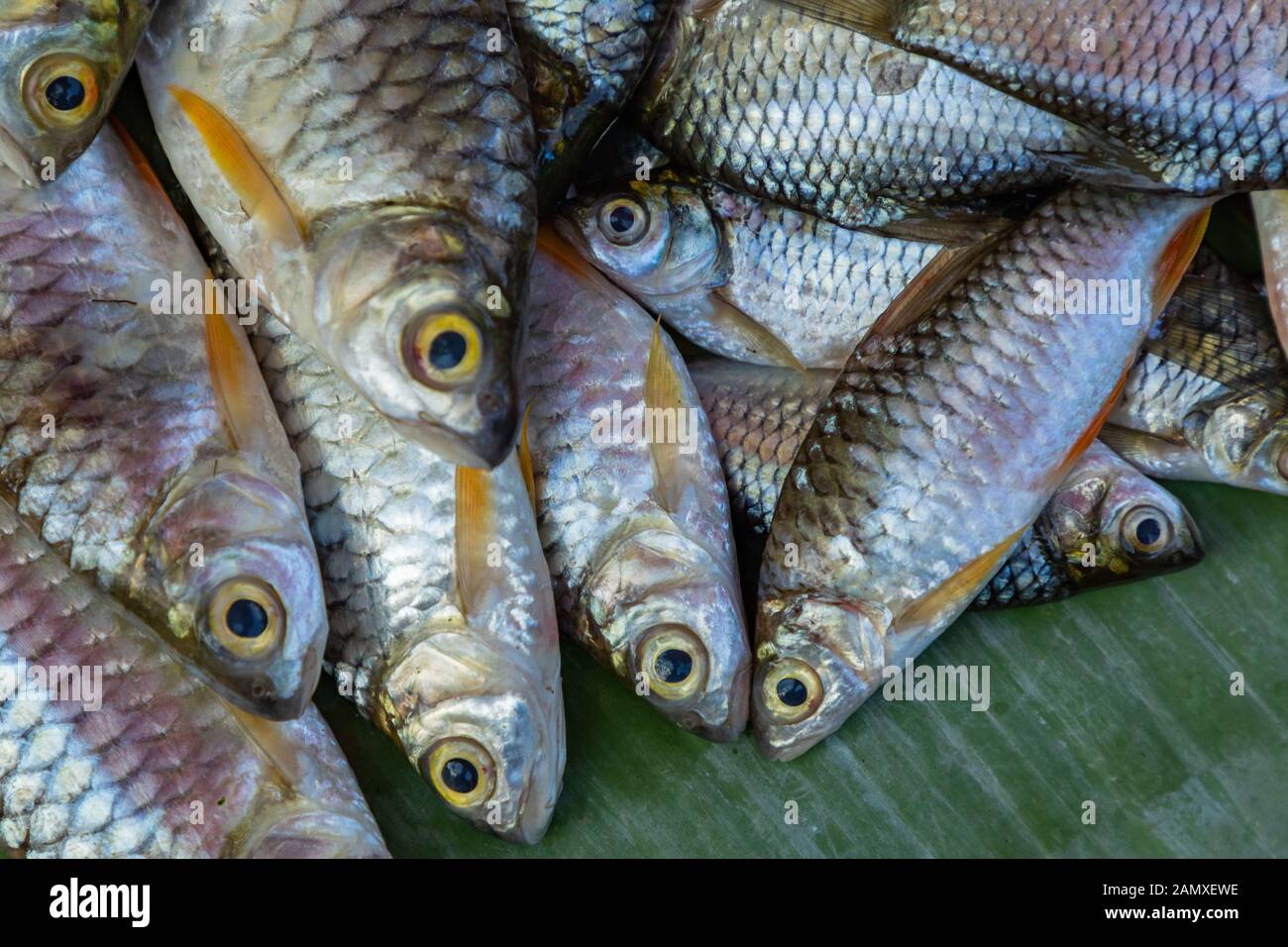 Fish form Khong river to the local market in the Vientiane laos Stock ...