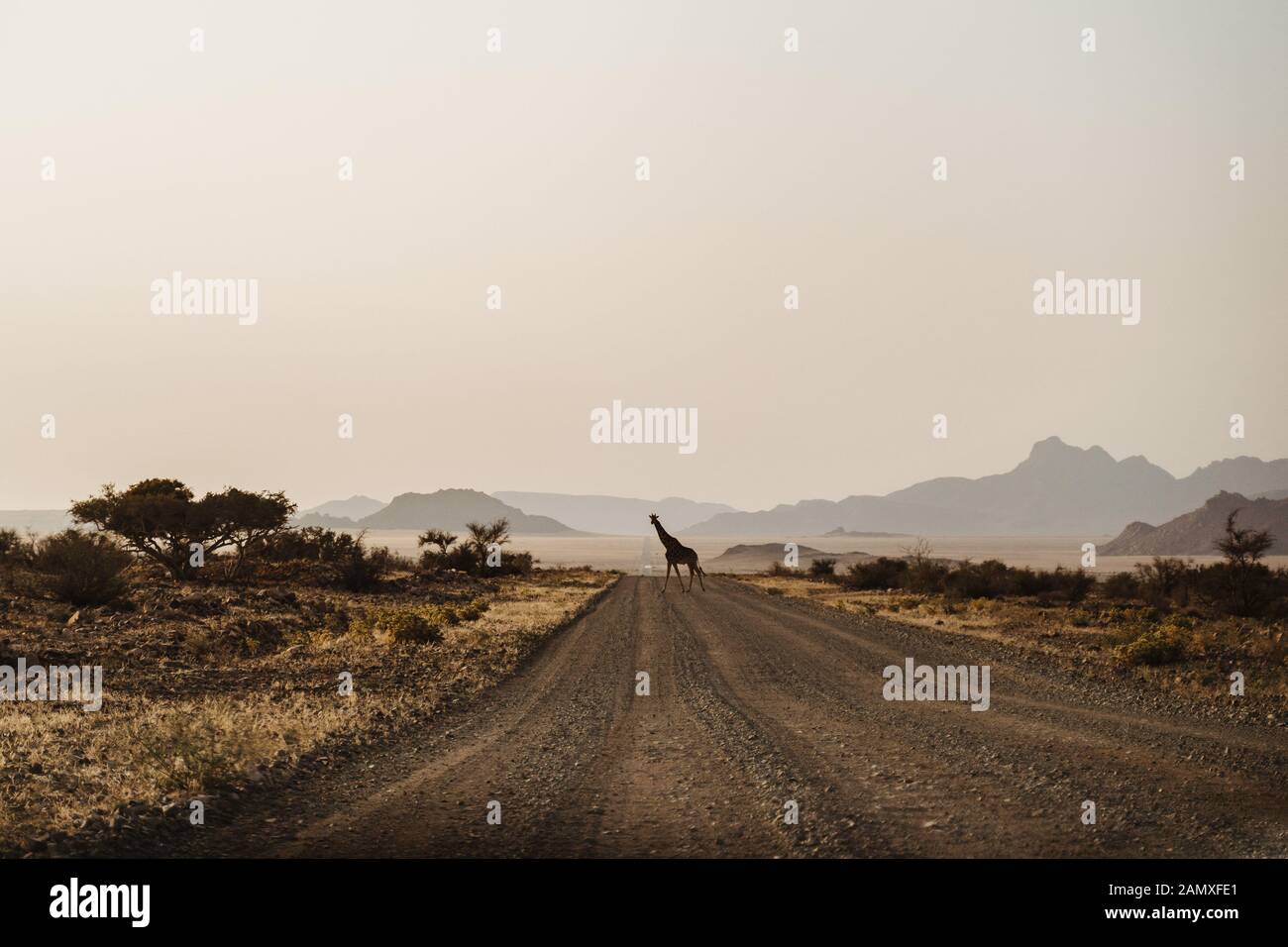 Giraffe crossing the street in Namibia, Africa Stock Photo - Alamy