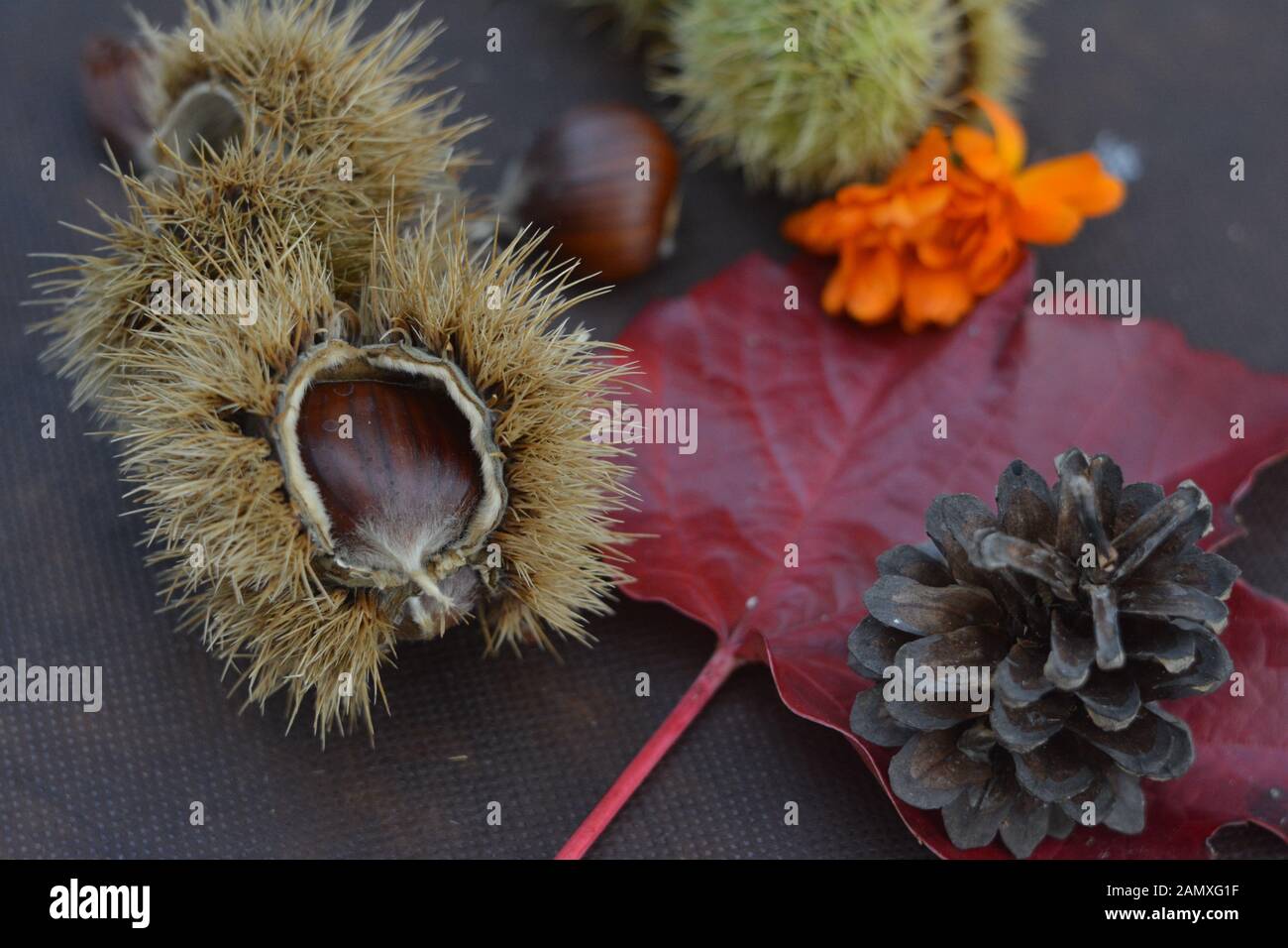 Kastanienfest hi-res stock photography and images - Alamy