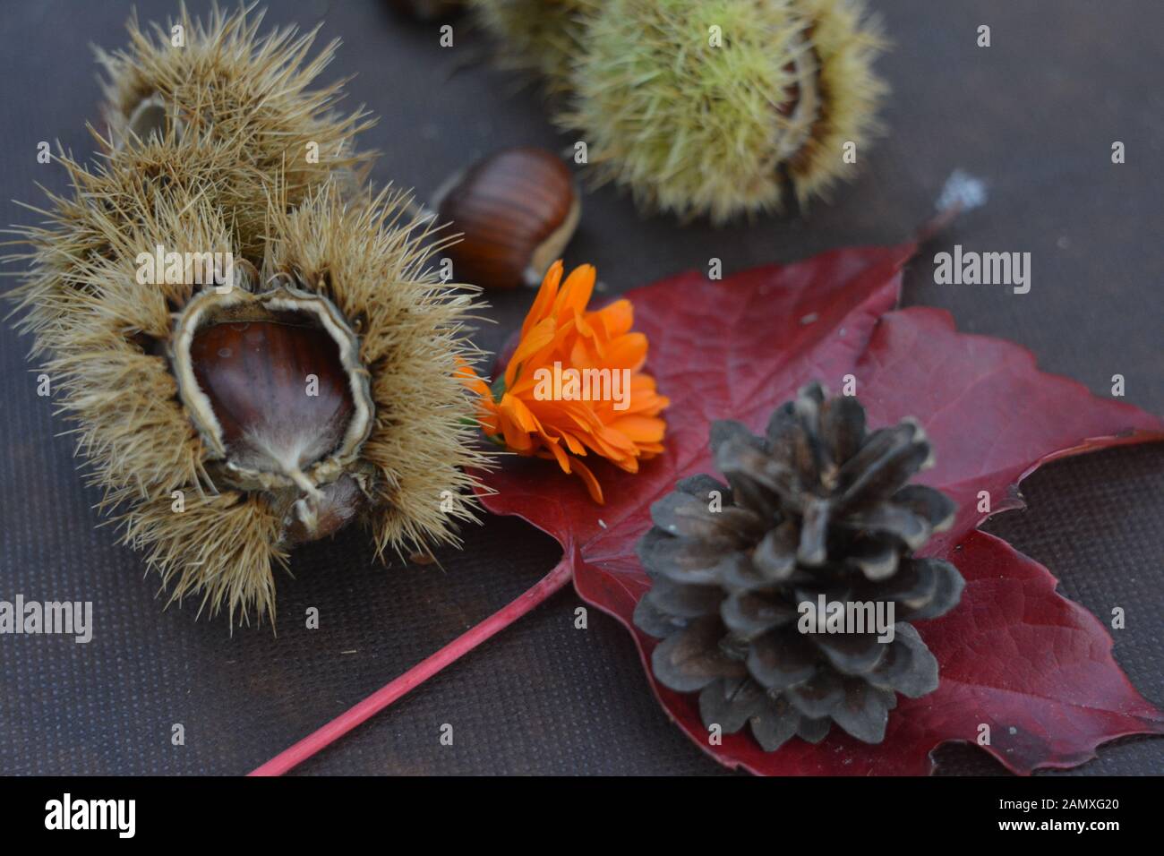 Kastanienfest hi-res stock photography and images - Alamy