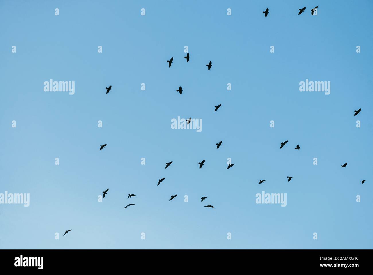 A flock of black crows flying and circling against the blue sky. Look ...