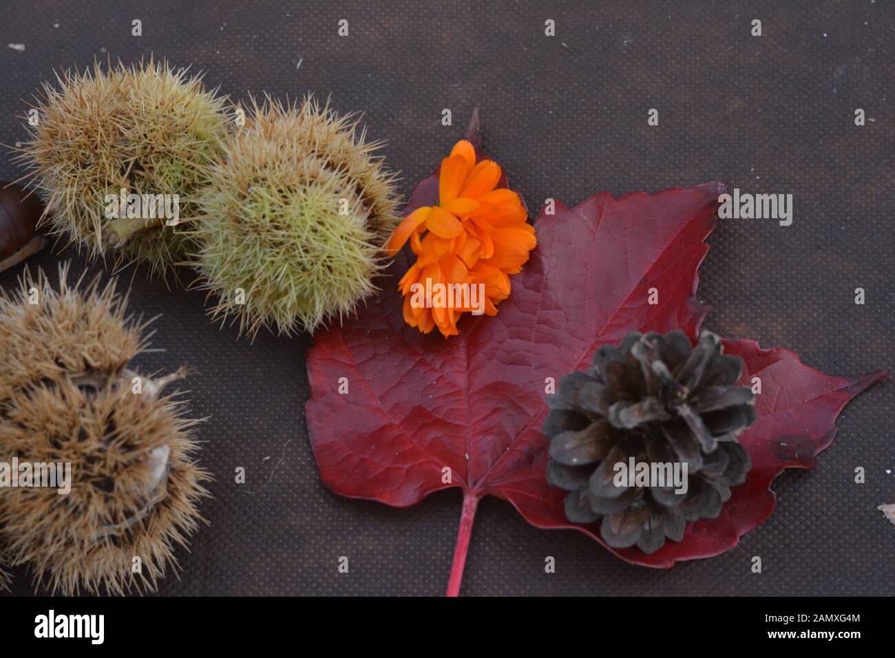 Chestnut festival hi-res stock photography and images - Alamy