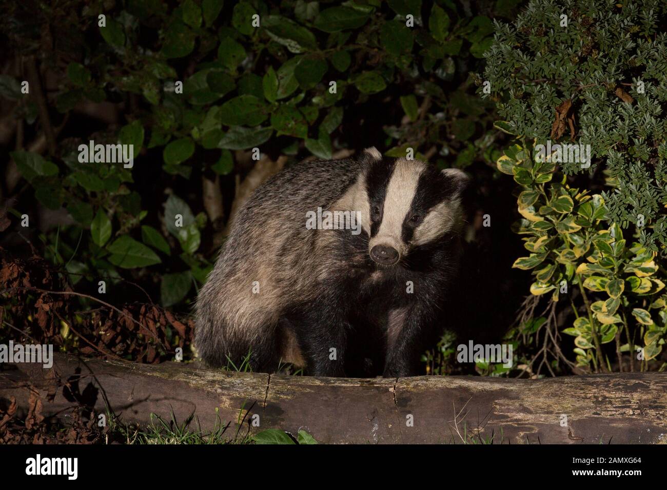 Close up front view of wild, hungry urban British badger (Meles meles ...