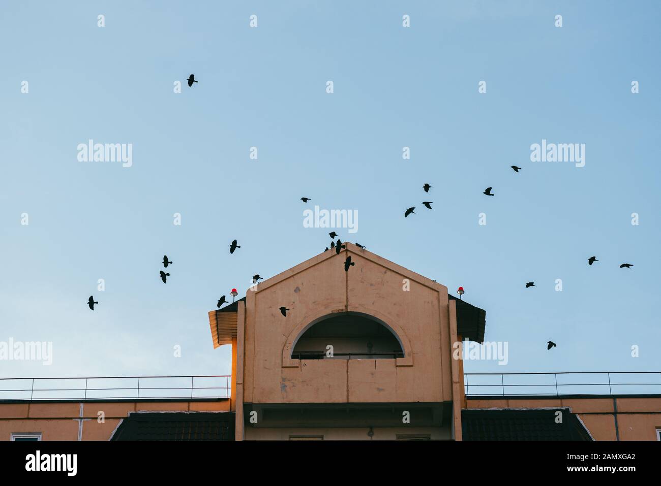 A flock of black crows flying and circling against the blue sky and ...