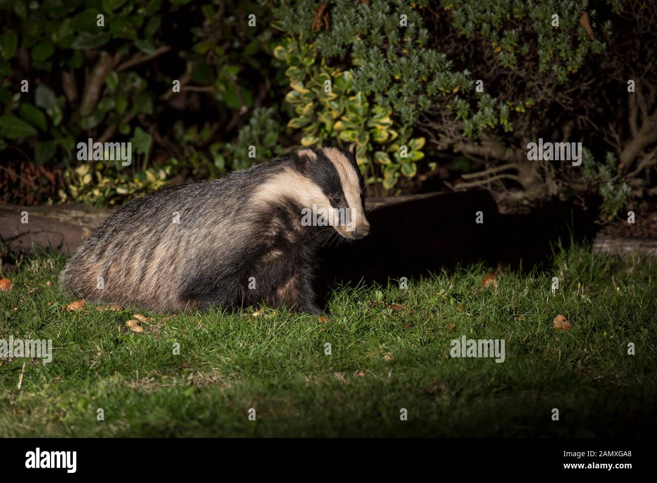 British badger hi-res stock photography and images - Alamy
