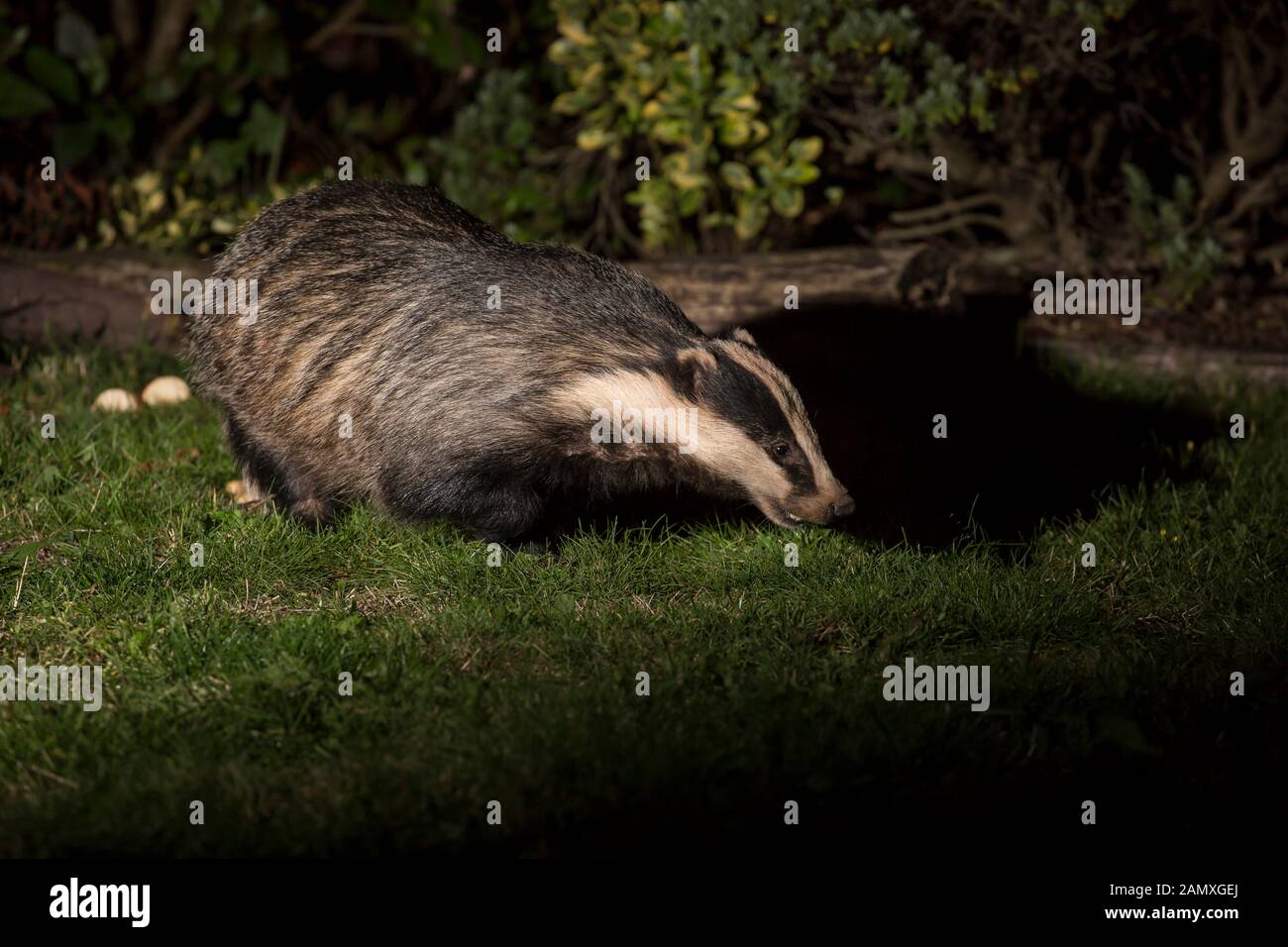 Badger night hi-res stock photography and images - Alamy