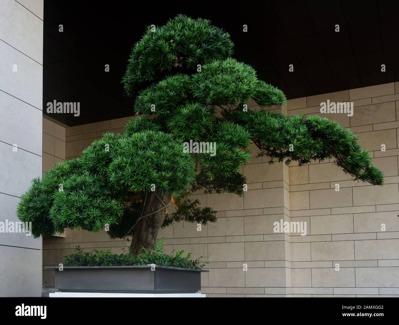 Bonsai art hi-res stock photography and images - Alamy