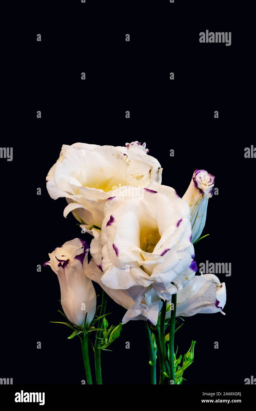 Lisianthus prairie gentian hi-res stock photography and images - Alamy