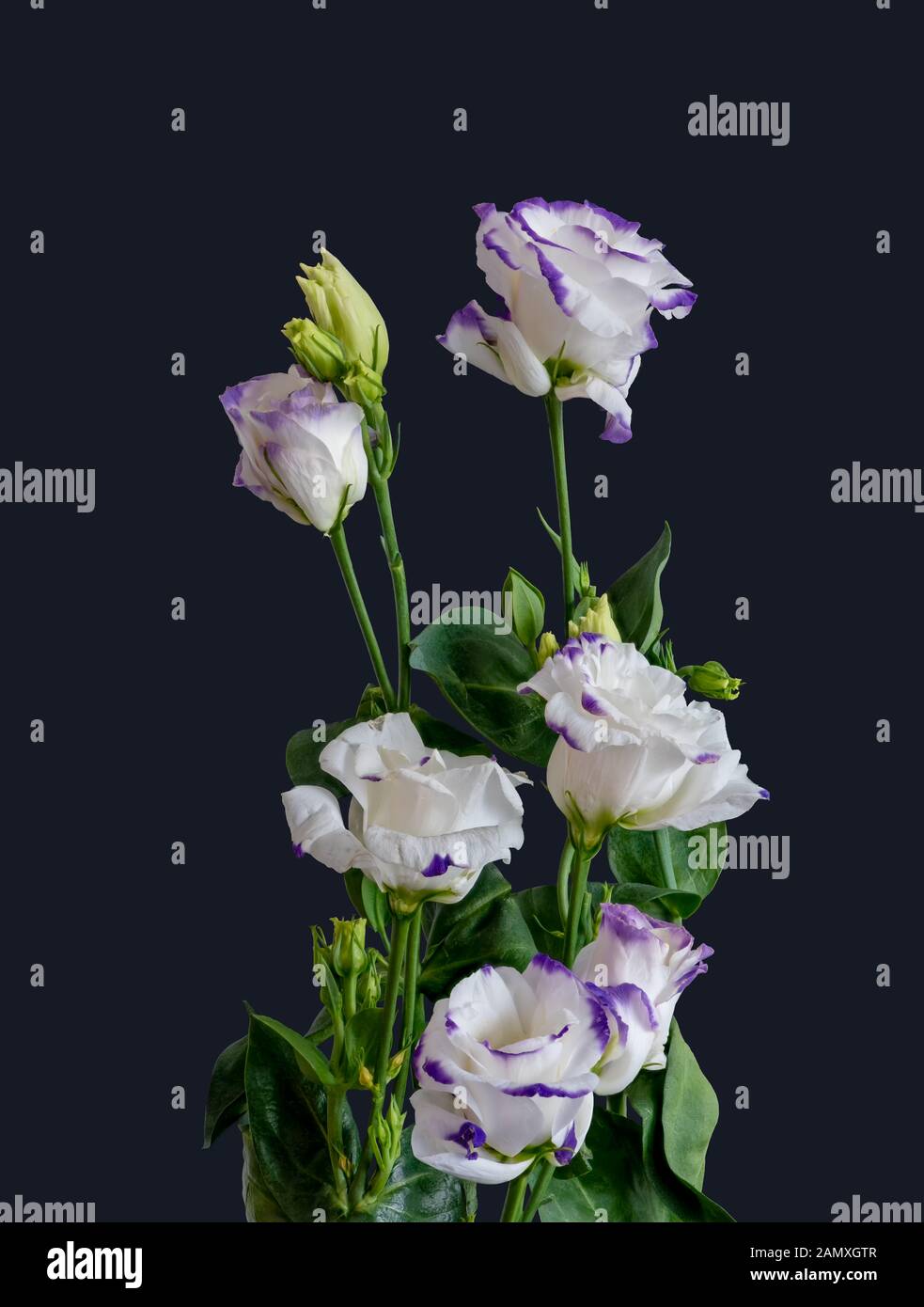 Lisianthus prairie gentian hi-res stock photography and images - Alamy