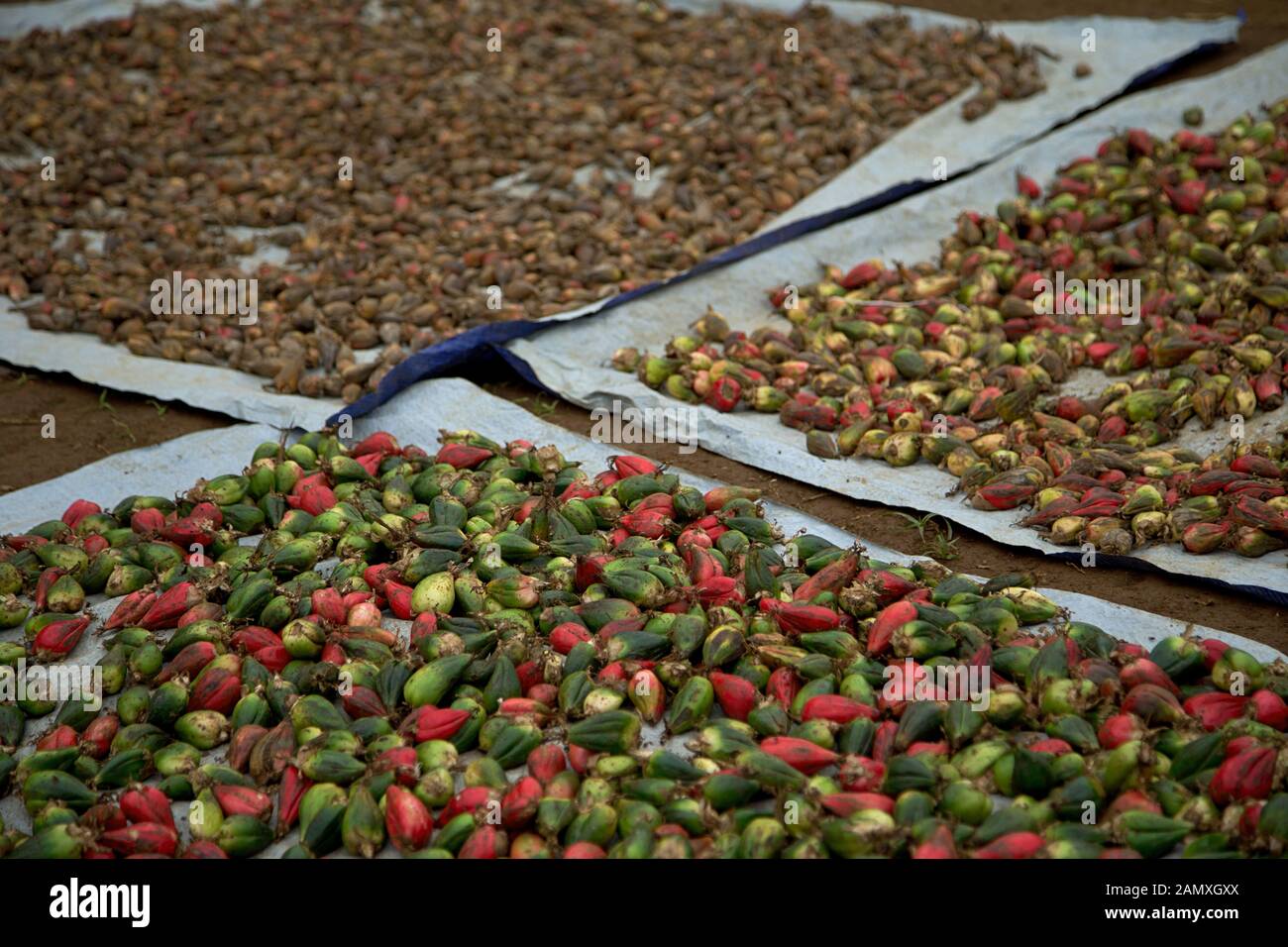 Ethiopian cooking hi-res stock photography and images - Alamy
