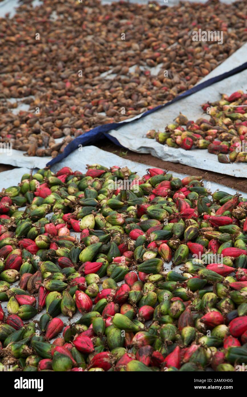 Ethiopian Cardamom, Ethiopian spices Stock Photo - Alamy
