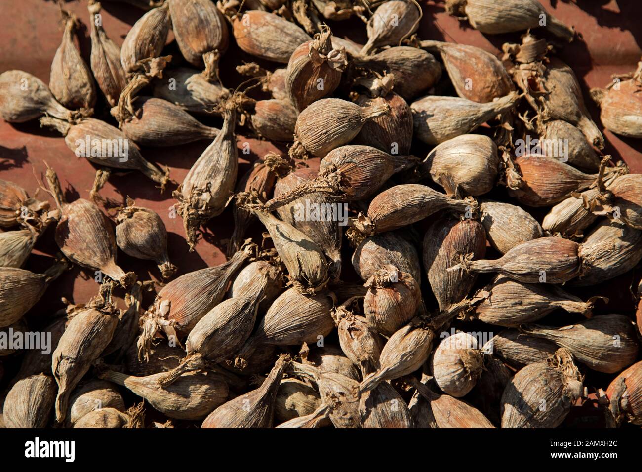 Ethiopian Cardamom, Ethiopian spices Stock Photo - Alamy