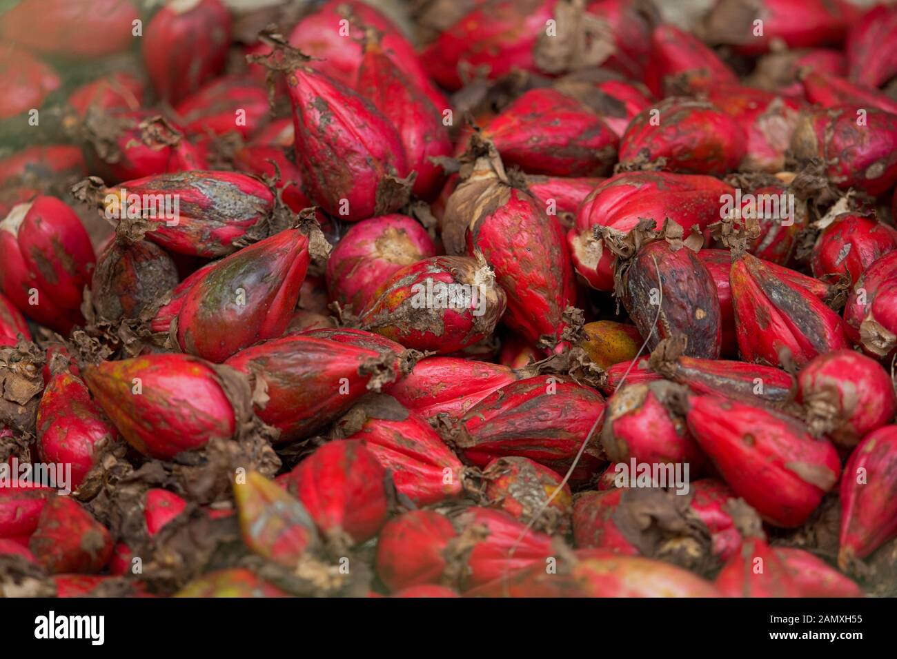 Ethiopian Cardamom, Ethiopian spices Stock Photo - Alamy