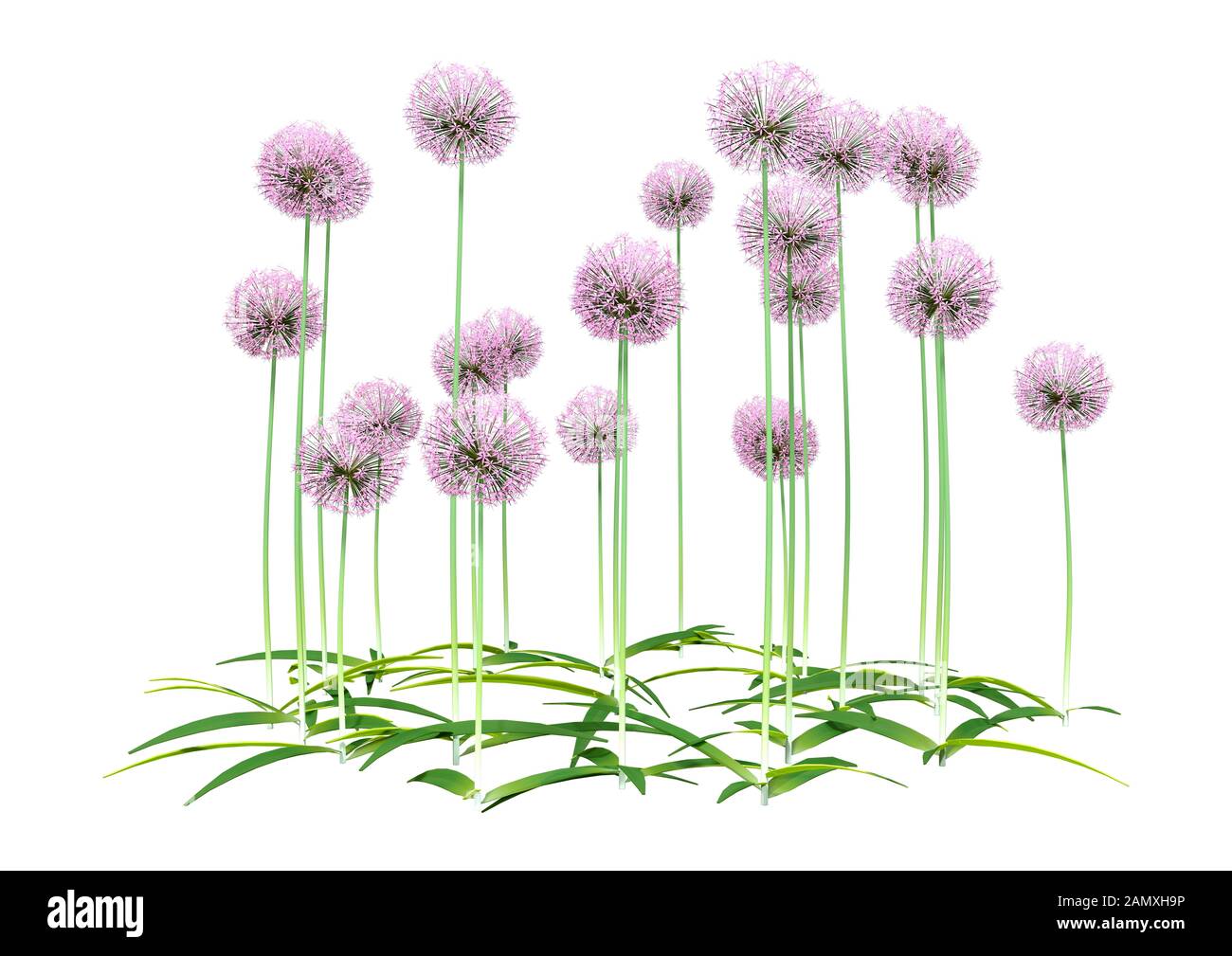3D rendering of allium flowers on white background Stock Photo - Alamy