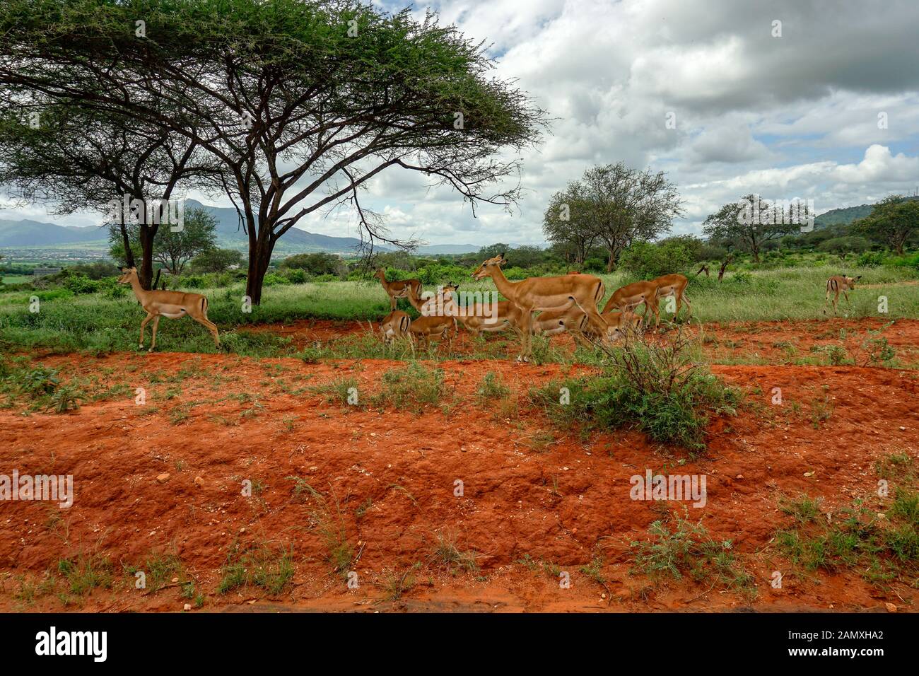 Antelopes in the National Park Tsavo East, Tsavo West and Amboseli in ...