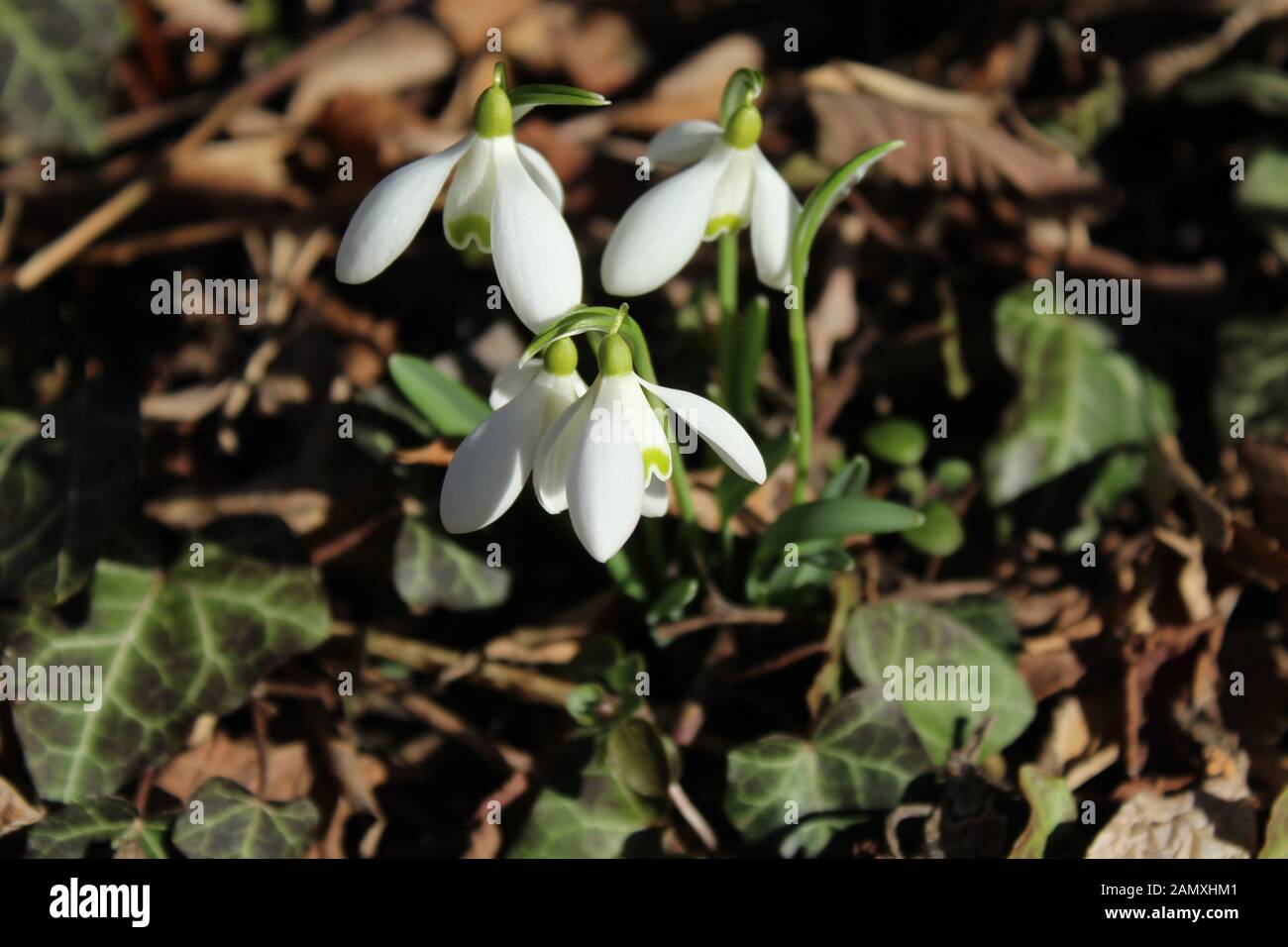 The picture shows snowdrops in the february Stock Photo - Alamy