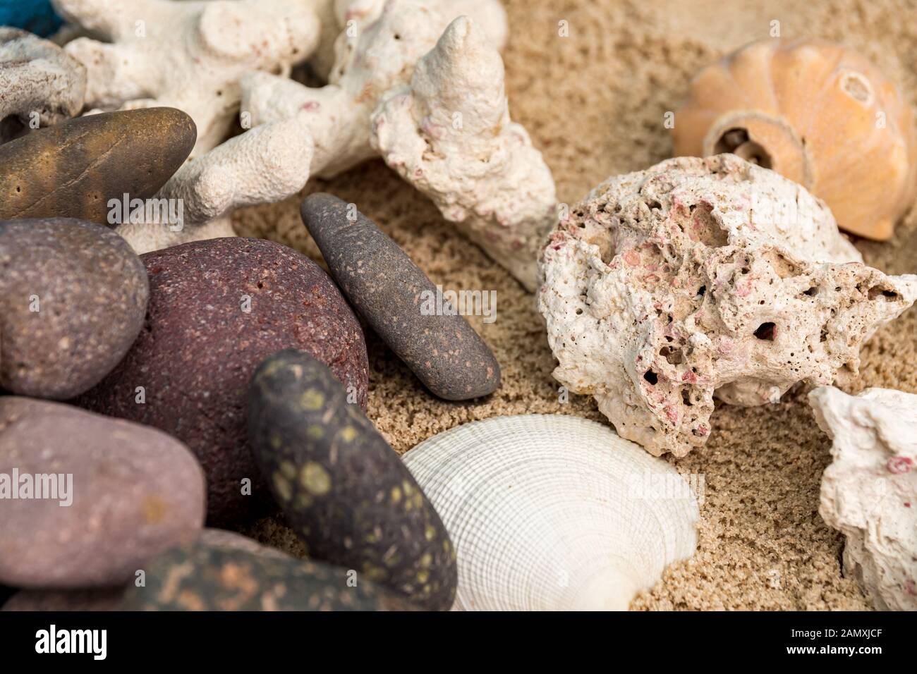 sea snails in sand next to other elements and starfish Stock Photo - Alamy