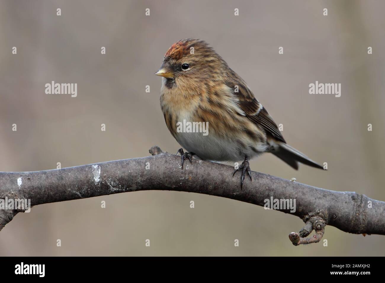 Lesser Redpoll (Carduelis cabaret Stock Photo - Alamy