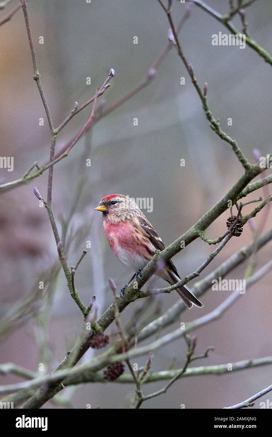 Lesser Redpoll (Carduelis cabaret Stock Photo - Alamy