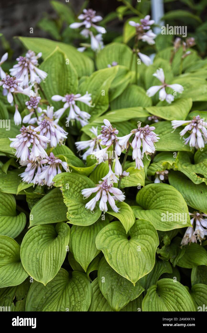 Blooming Hosta. Hosta is an ornamental flowering plant with delicate ...